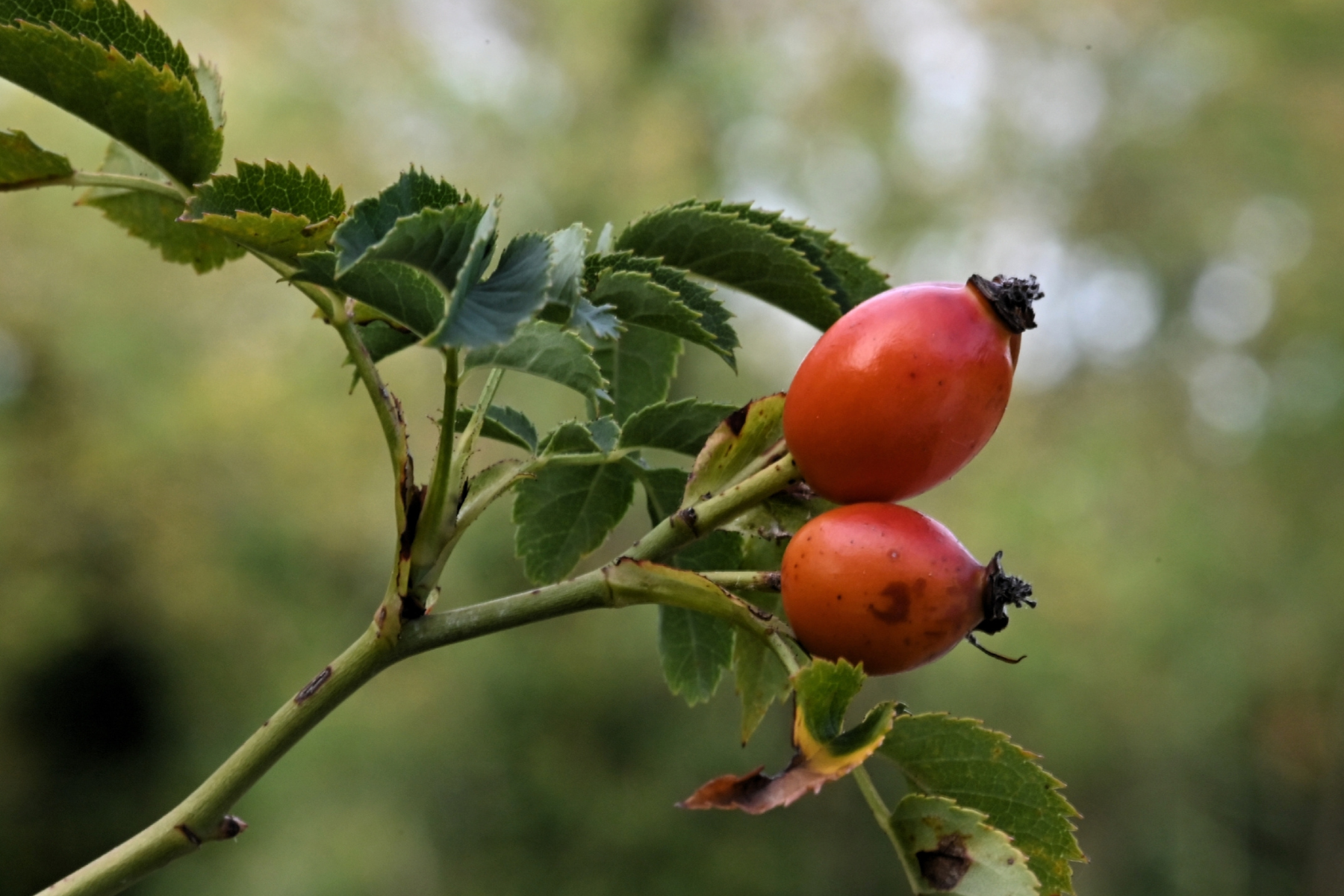5 Amazing Rosehip Oil Benefits for Skin and Hair